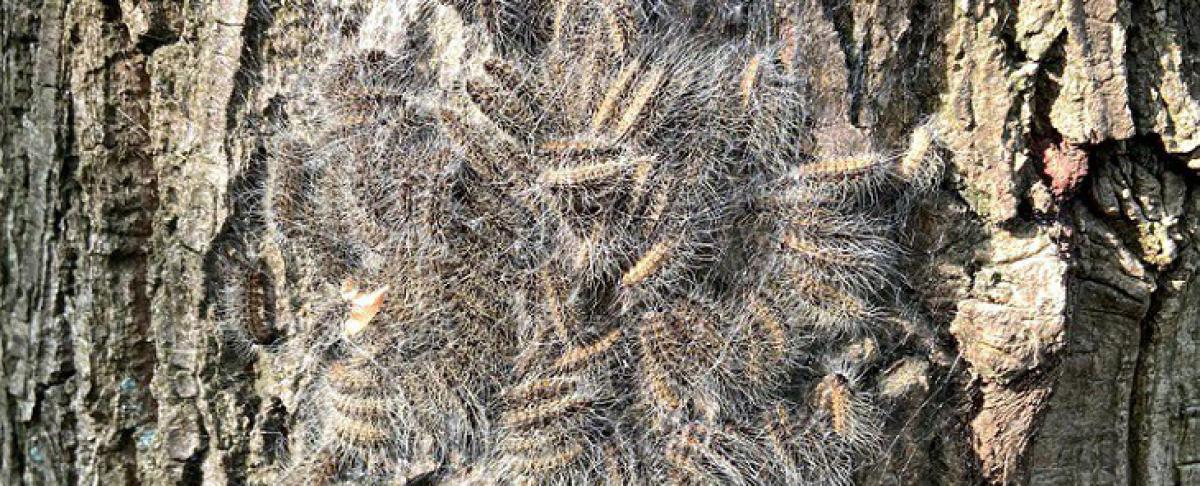 Is processierups schadelijk voor bomen? Lees het hier!